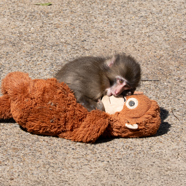 What Punch the Monkey Taught Us - Pallium India | Pallium India